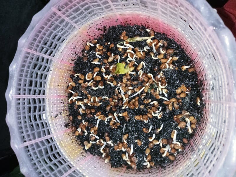 Sow kale seeds in a bucket stock image. Image of bucket - 312019623