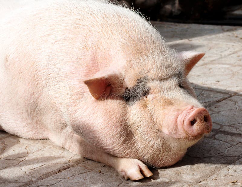 Sow large stock image. Image of happy, pork, sleep, skin - 21282543