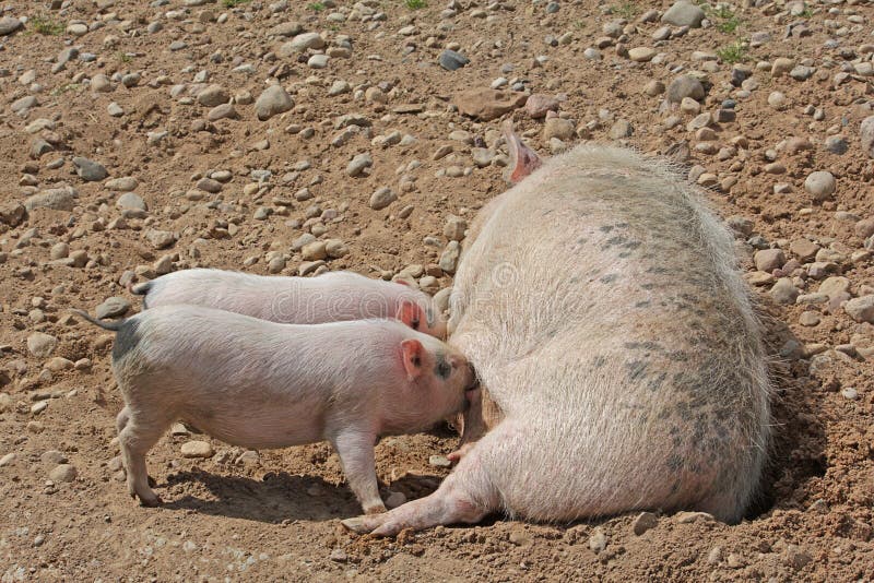 Sow Milk Feeds Two Little Pigs Stock Photo - Image of feeds, small ...