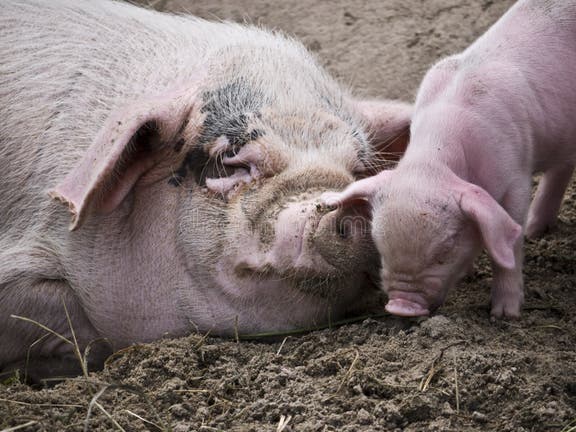 Sow-and-a-pig stock photo. Image of artiodactyla, animal - 20366164