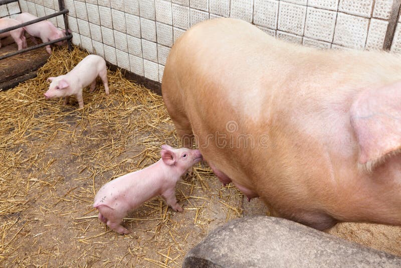 Two Cute and Fuzzy One Week Old Baby Piglets Stock Photo - Image of ...