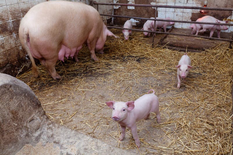 Sow pig with piglets stock image. Image of snout, livestock - 30010355
