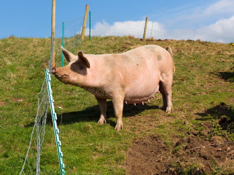 Sow Pig Standing in a Field Stock Photo - Image of field, farming: 54102920