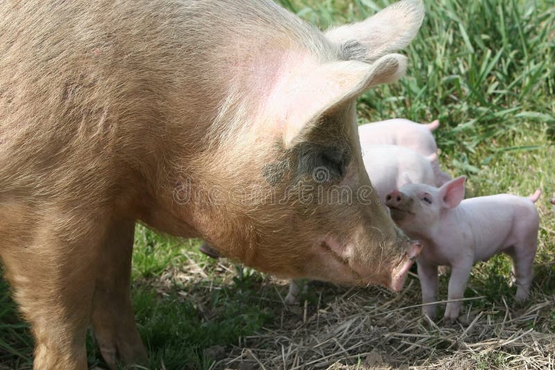 Sow and piglet stock photo. Image of mother, swine, farm - 766772