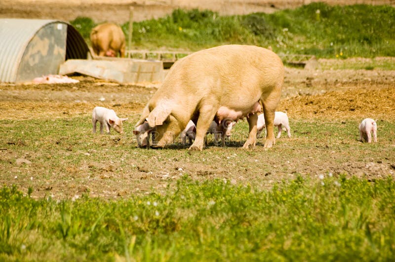 Sow with Piglets stock photo. Image of mother, countryside - 19988272