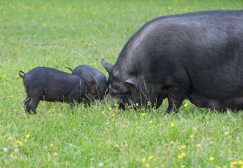 Mini pig on pasture stock photo. Image of selective, domestic - 40111562