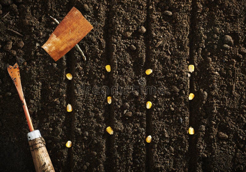 Sow stock photo. Image of vegetal, land, natural, fertile - 36172188