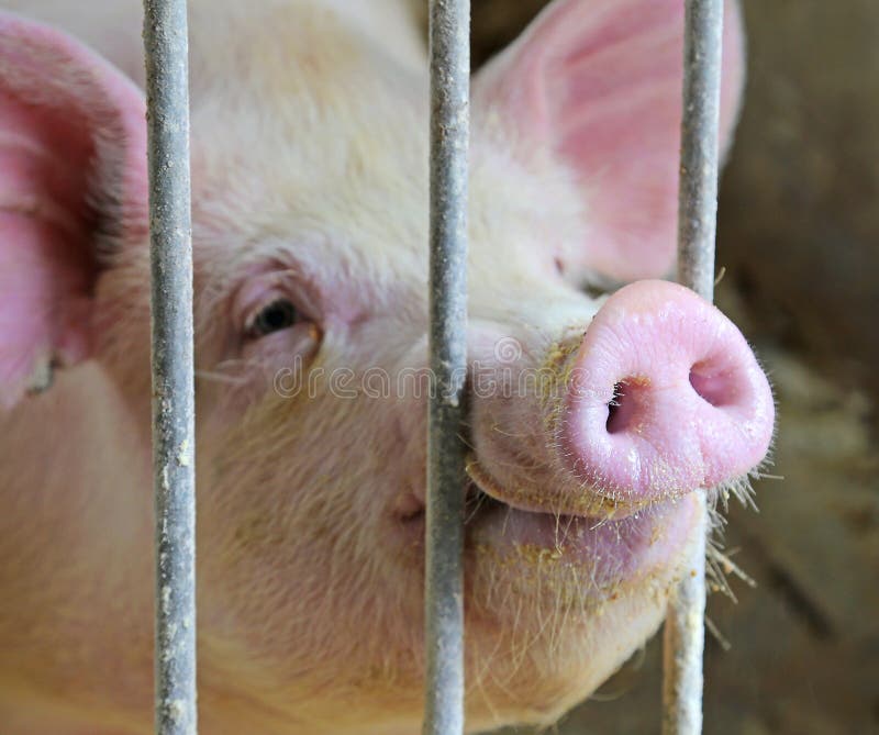 Pig Jail Stock Photos - Free & Royalty-Free Stock Photos from Dreamstime