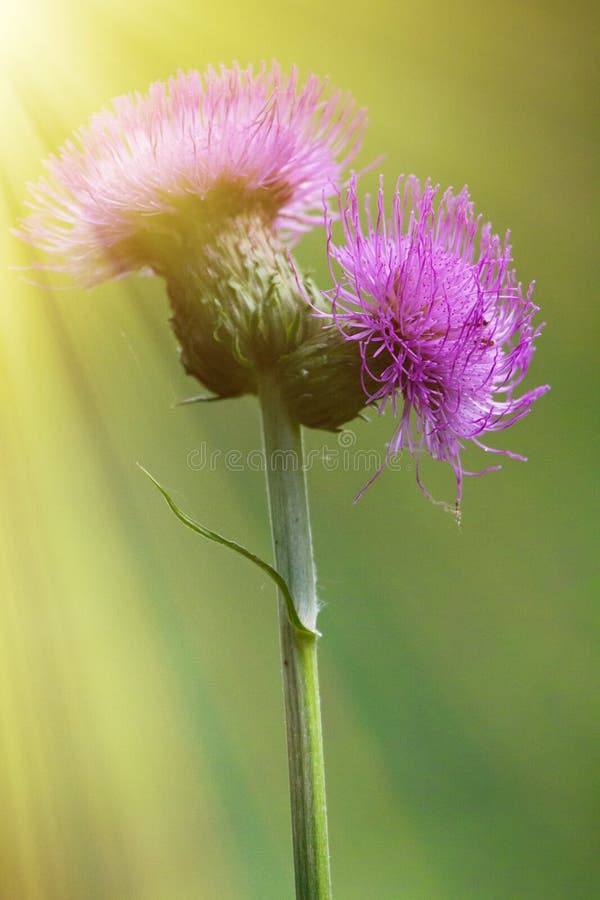 Sow-Thistle Pink Flower in the Sun Stock Image - Image of cirsium ...