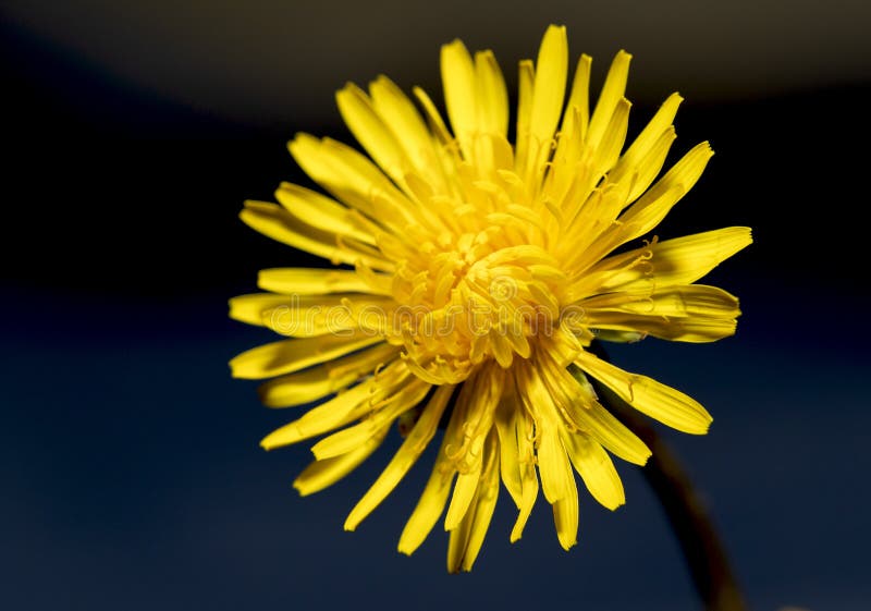 Sow Thistle, Small Dandelion Flower Stock Photo - Image of bloom ...