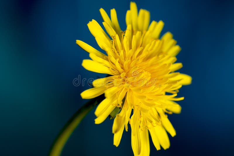 Sow Thistle, Small Dandelion Flower Stock Photo - Image of garden ...