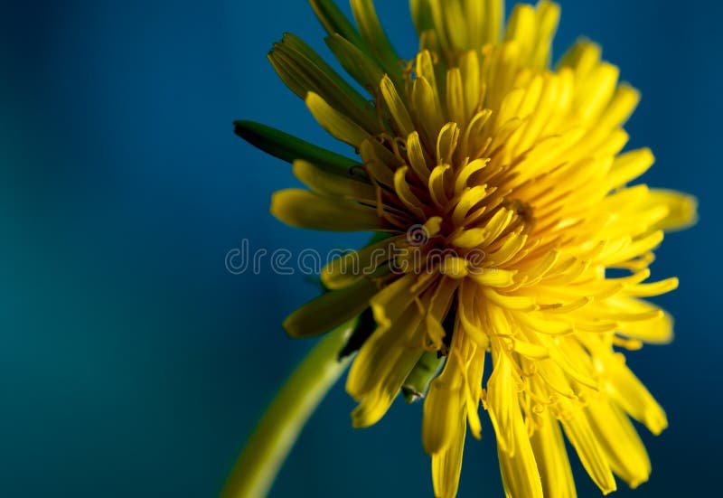Sow Thistle, Small Dandelion Flower Stock Photo - Image of colorful ...