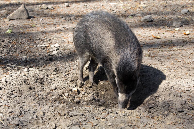 Sow Visayan Warty Pig, Sus Cebifrons Negrinus, Stock Image - Image of ...