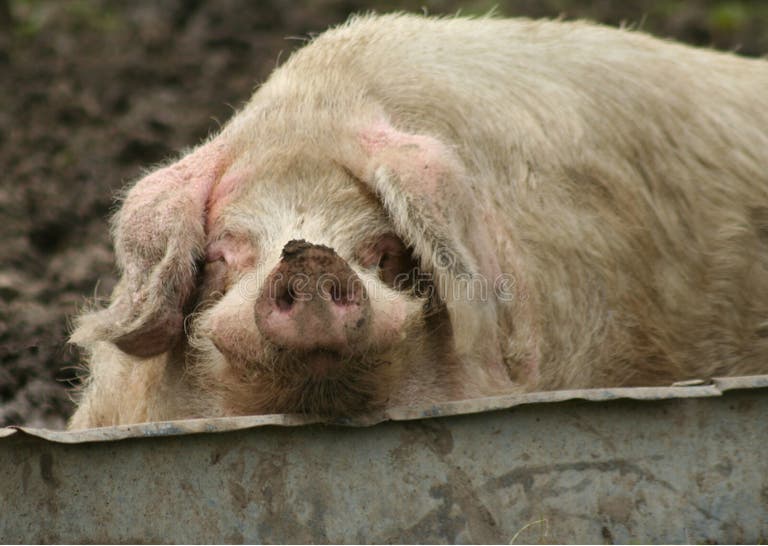 Sow Wallowing stock image. Image of snout, hairy, ears - 846965