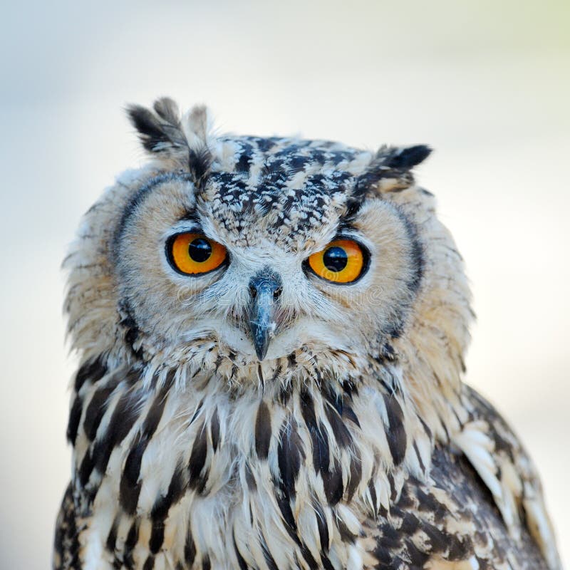 Sowa Obrazy Stockowe - Pobierz 48,395 Zdjęcia Royalty Free