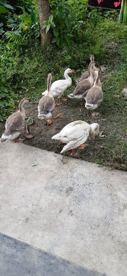 Sowan Eating Grass beside the Pond in Village Stock Image - Image of ...