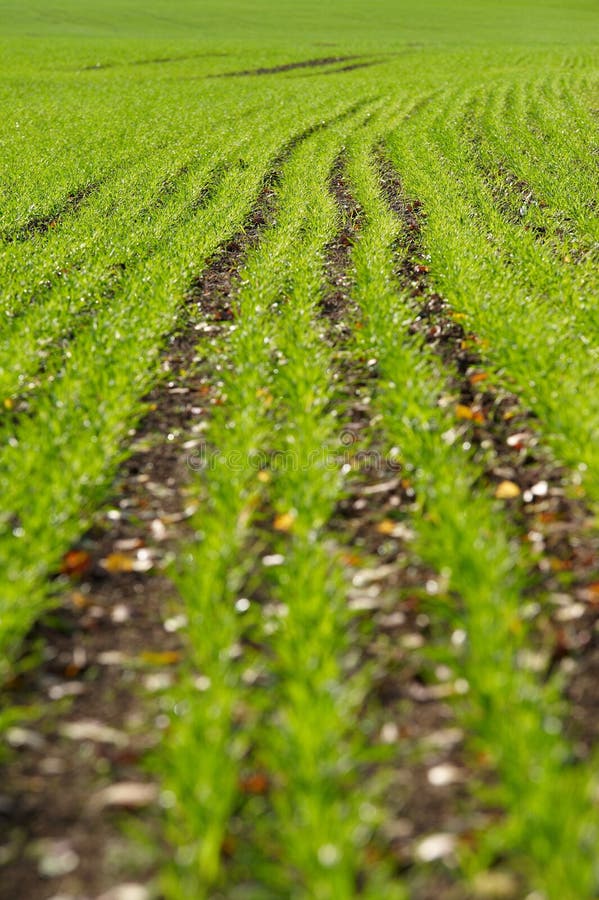 Sowed field stock image. Image of crops, greens, autumn - 12022875