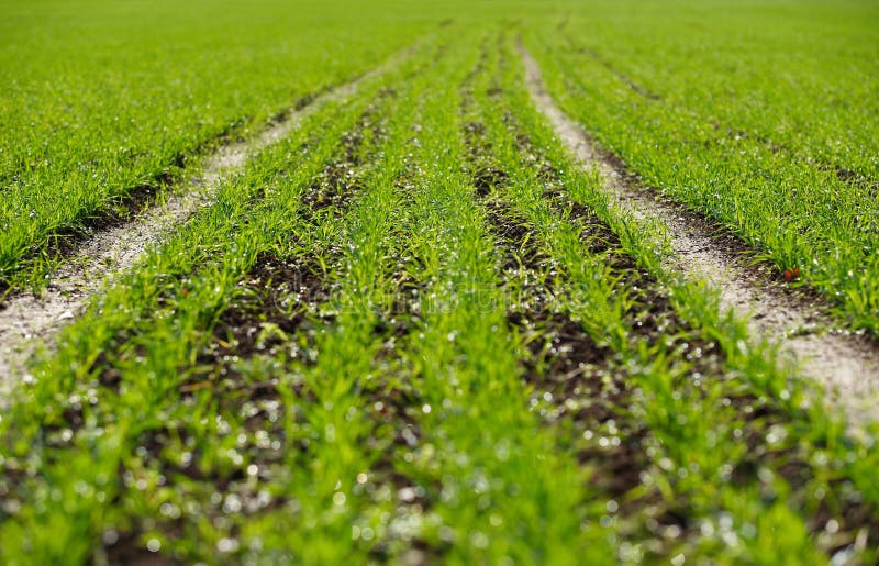 Sowed field stock image. Image of sprouts, furrow, agriculture - 12022939