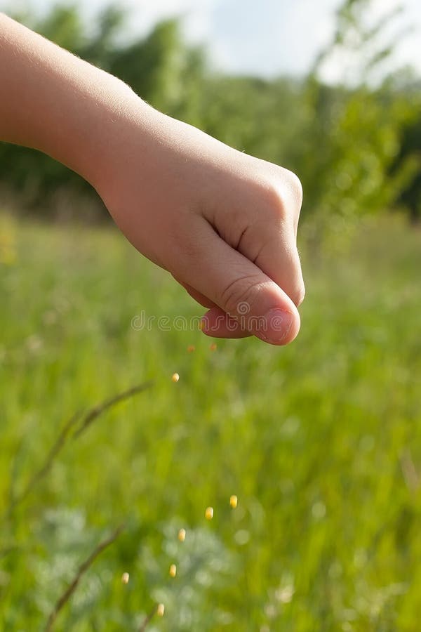 359 Plant Scattering Seeds Stock Photos - Free & Royalty-Free Stock ...