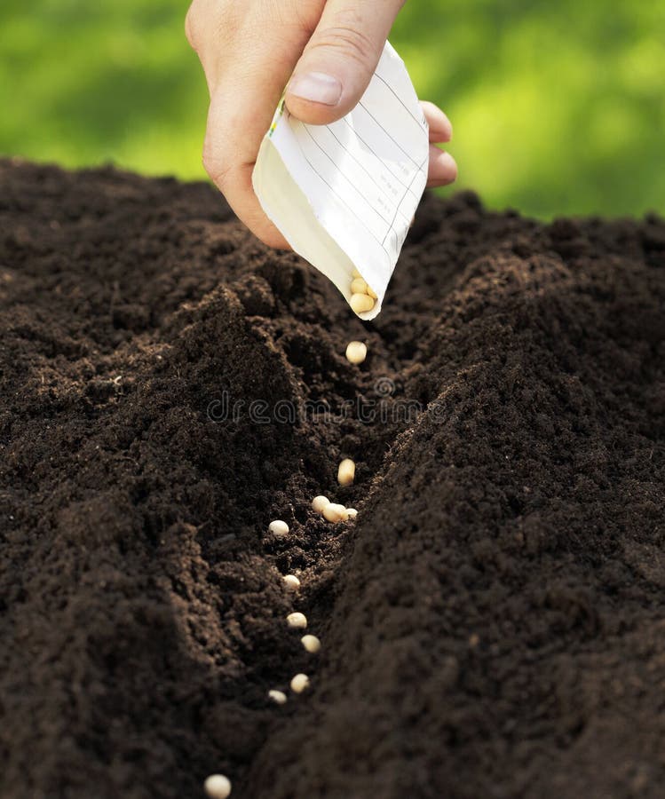 Sowing stock photo. Image of falling, gardening, sowing - 26750894