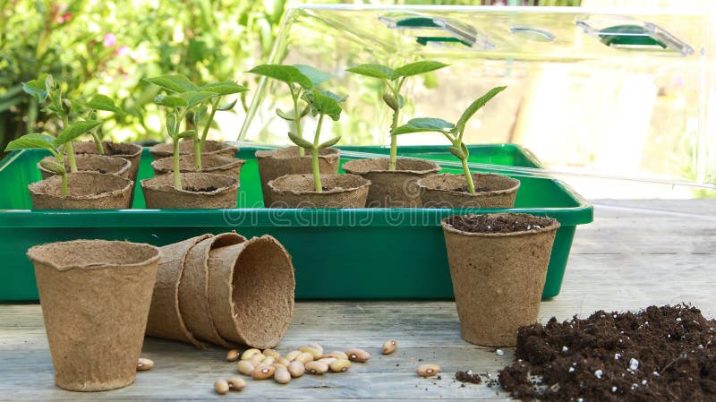 Sowing Beans in Peat Pots in a Mini Greenhouse Stock Photo - Image of ...