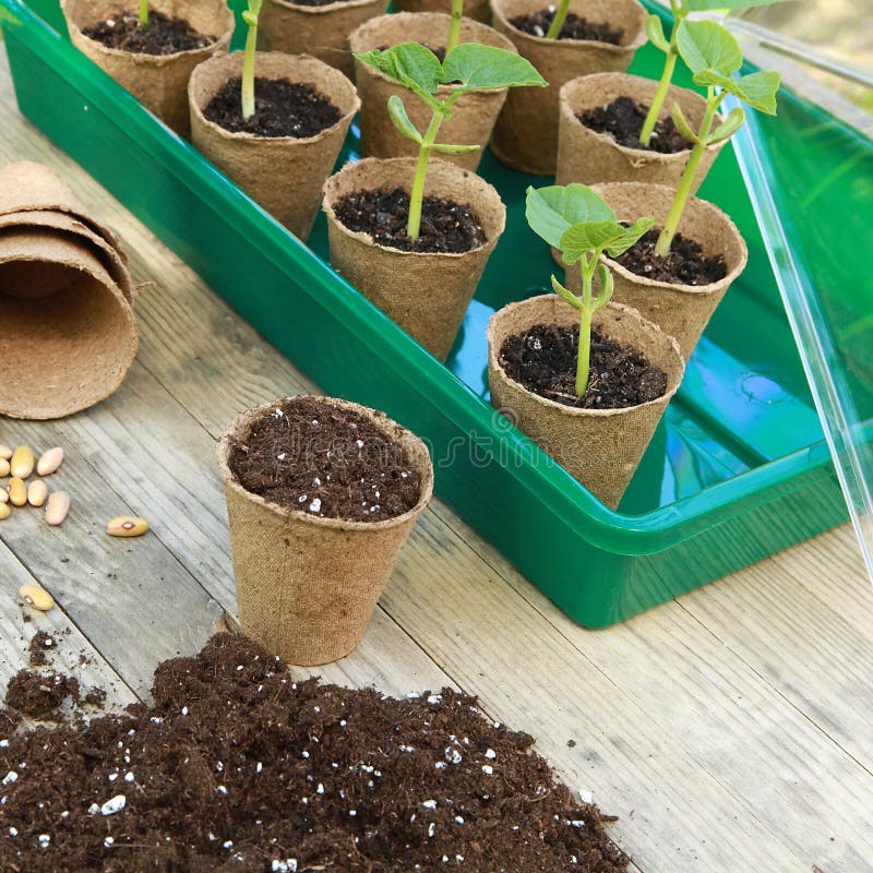 Sowing Beans in Peat Pots in a Mini Greenhouse Stock Photo - Image of ...