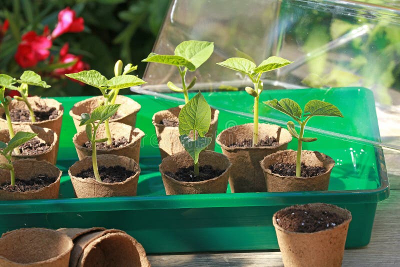 Sowing Beans in Peat Pots in a Mini Greenhouse Stock Photo - Image of ...
