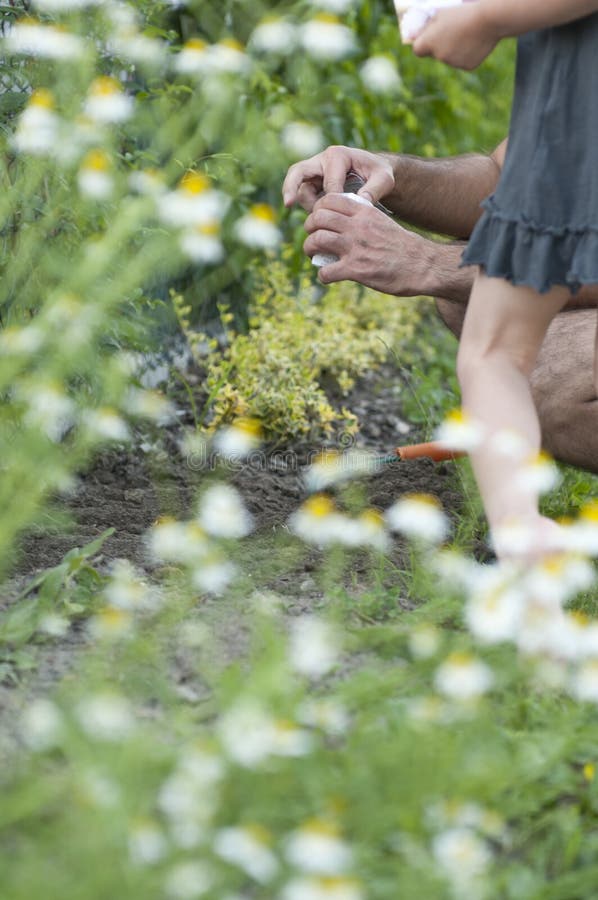 Sowing flowers at garden stock image. Image of sowing - 20134905