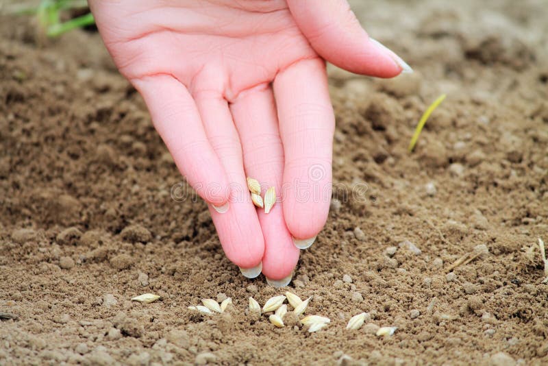 Sowing of grain stock photo. Image of growth, soil, sowing - 99667238