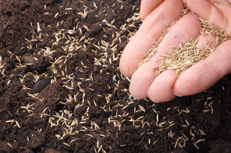 Sowing hand stock image. Image of sowing, hope, conservation - 15061443