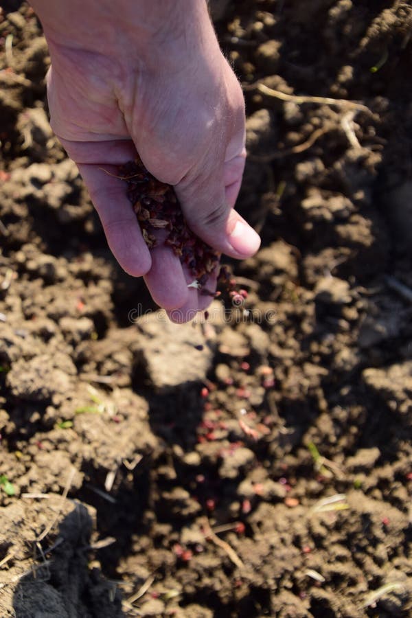 Sowing of Maize Out of Hand Stock Photo - Image of agreement, fertilize ...
