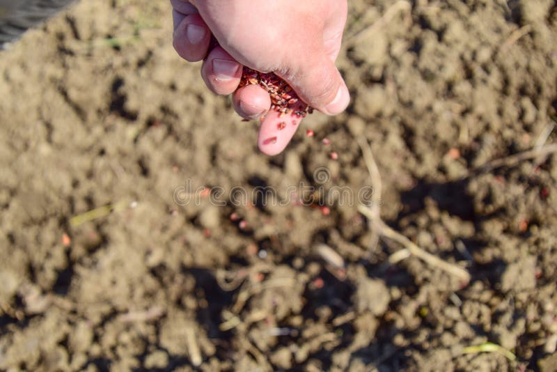 Sowing of Maize Out of Hand Stock Image - Image of fertility, dirty ...