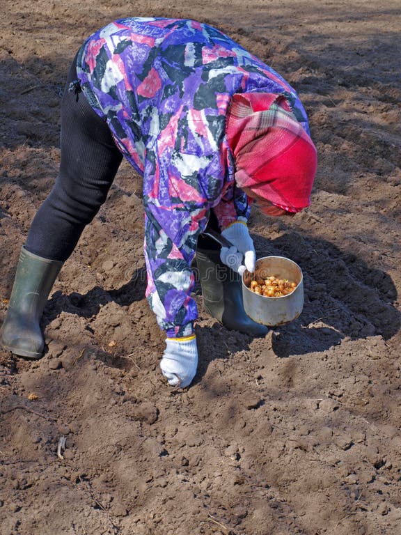 Sowing onions stock photo. Image of onions, sowing, weather - 19435372