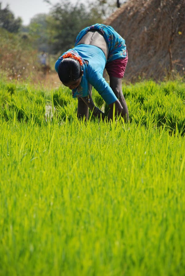 Sowing rice editorial stock photo. Image of seeds, asia - 48943503