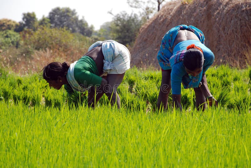 Sowing paddy editorial image. Image of south, sweltering - 84702960