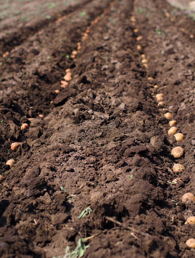 Sowing Potato, Process of Seeding. Stock Photo - Image of earth, bean ...