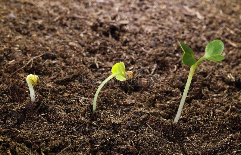 Sowing Radish Seeds Just Grown Stock Photo - Image of hatching ...
