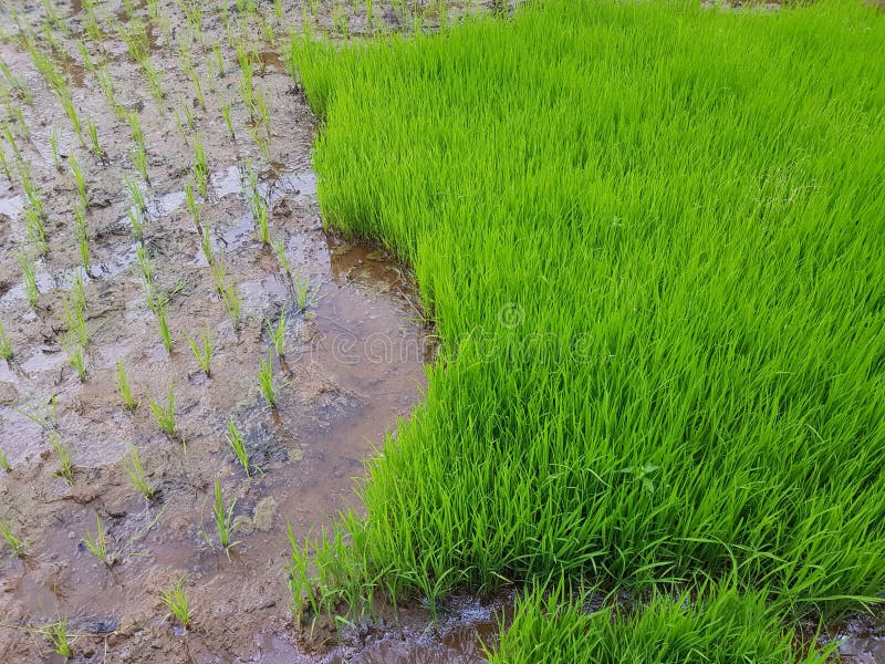 Sowing Rice after Harvest, Fertile Rice Seeds Stock Photo - Image of ...