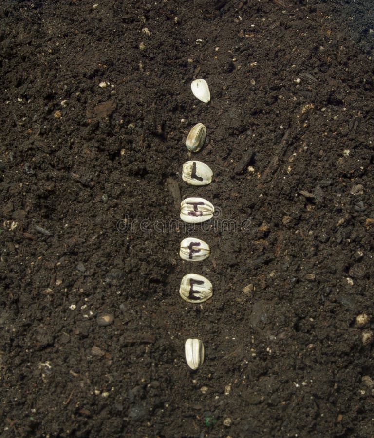 Sowing the Seed of Life in a Row of a Garden Stock Photo - Image of ...
