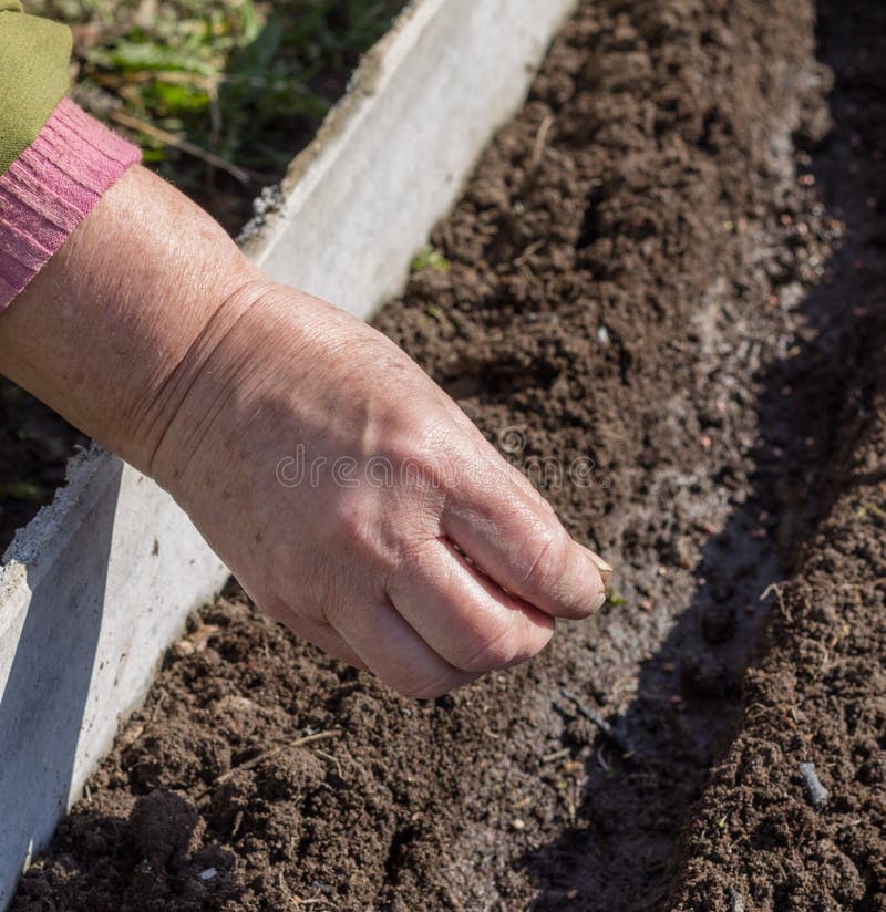 Seed furrows maker stock photo. Image of hard, furrow - 30701014