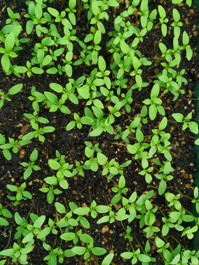 Sowing Seedlings in Spring, Shoots of Seedlings Stock Image - Image of ...