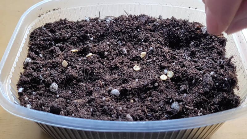 Sowing Seeds in a Container for Growing Seedlings Stock Footage - Video ...