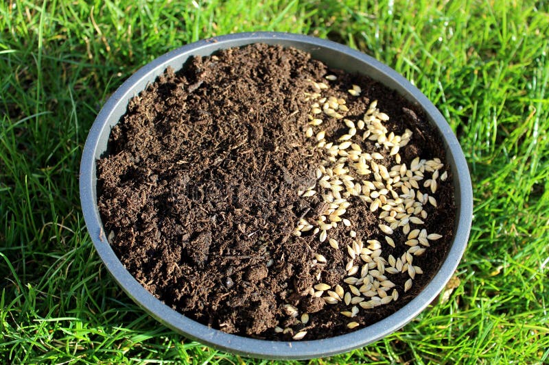 Sowing Seeds Cultivation Garden Easter Tradition Stock Photo - Image of ...