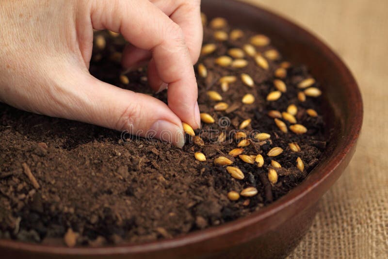 Sowing Seeds for Easter Green Crop Stock Image - Image of land, grain ...
