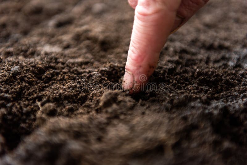 Sowing Seeds in the Ground. Stock Image - Image of ground, camomile ...