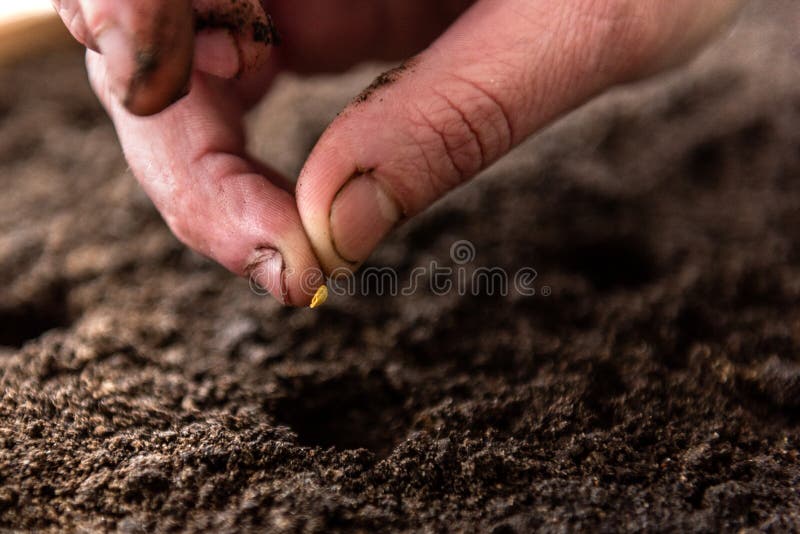 Sowing Seeds in the Ground. Stock Image - Image of fingers, beans ...