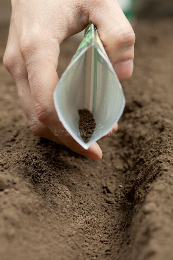 Sowing seeds stock image. Image of vegetable, springtime - 49030977