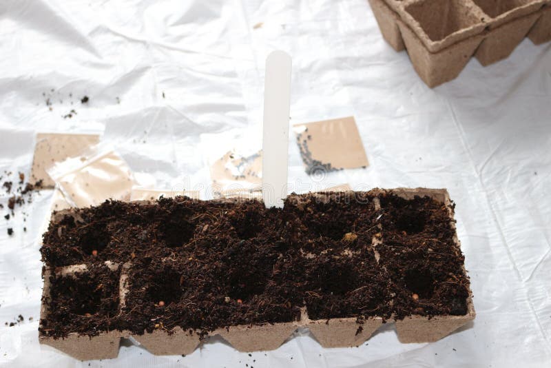 Sowing Seeds in Spring in Biodegradable Peat Pots Stock Photo - Image ...