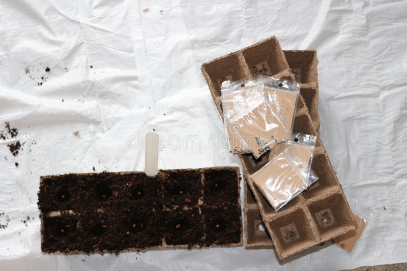 Sowing Seeds in Spring in Biodegradable Peat Pots Stock Photo - Image ...
