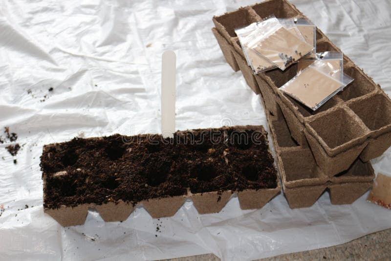 Sowing Seeds in Spring in Biodegradable Peat Pots Stock Image - Image ...